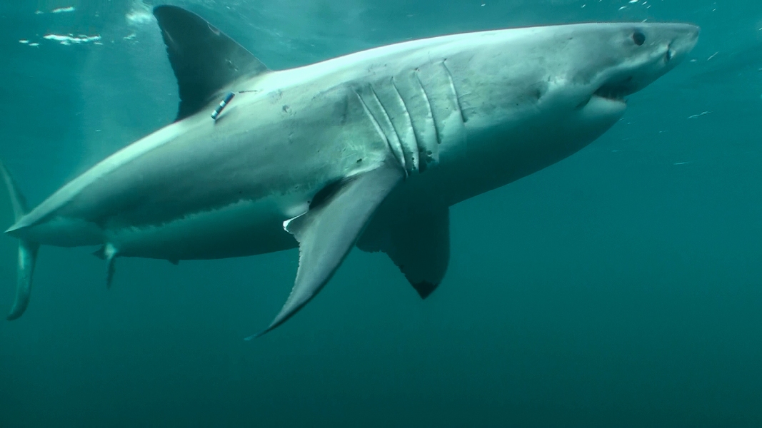 Decade of great white shark research nears end | NIWA